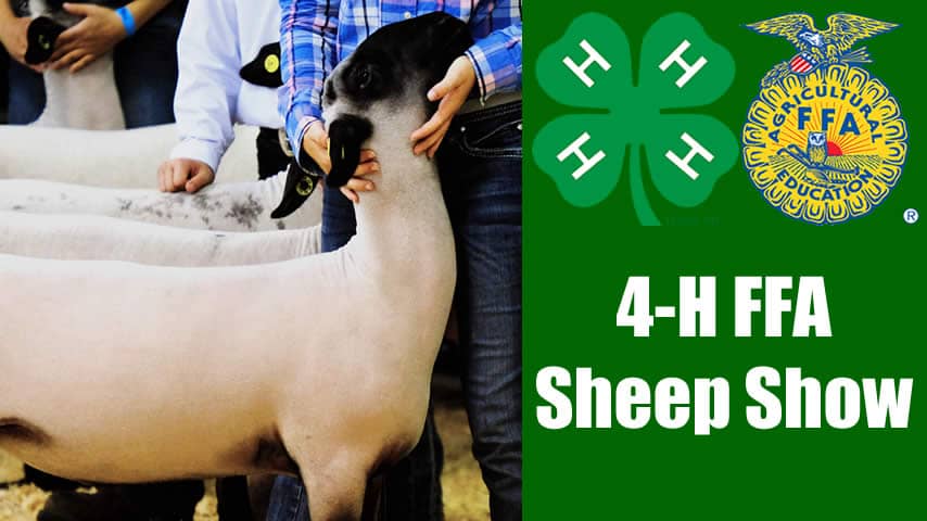 Cattlemen's Days 4-H and FFA Market Sheep Show - Hey Crested Butte